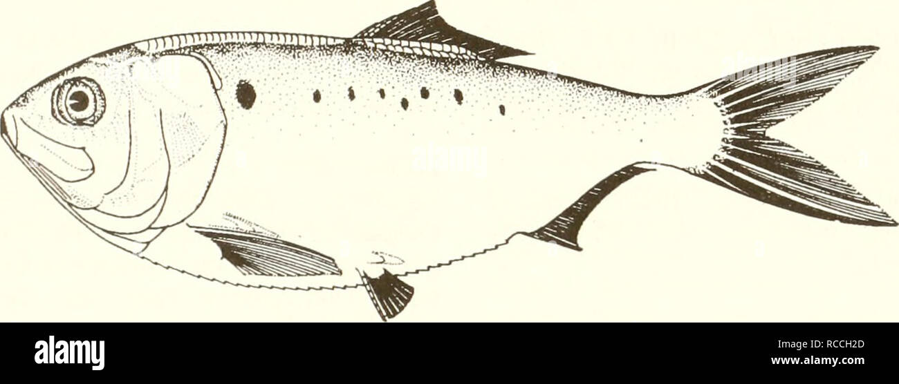 Gulf menhaden hi-res stock photography and images - Alamy