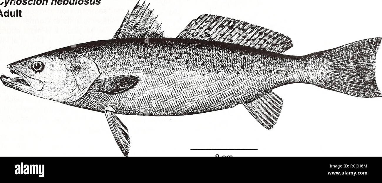 Acoupa High Resolution Stock Photography and Images - Alamy