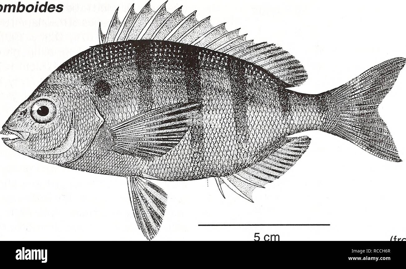 Mexican Gray Perch