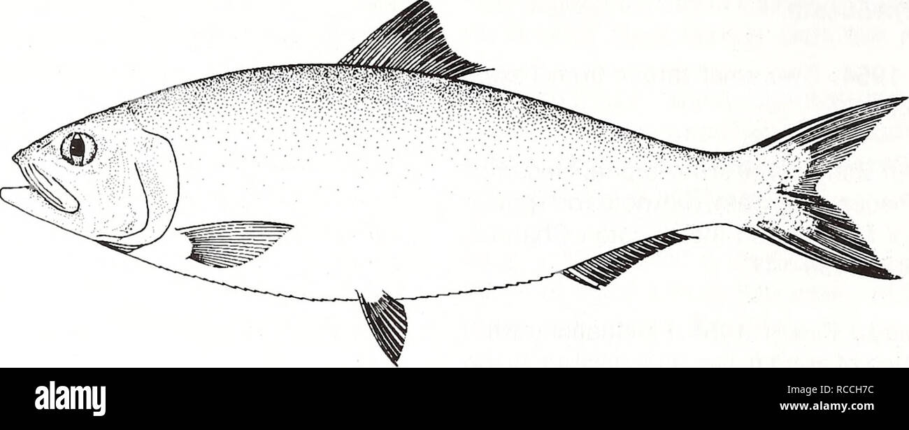 . Distribution and abundance of fishes and invertebrates in Gulf of ...