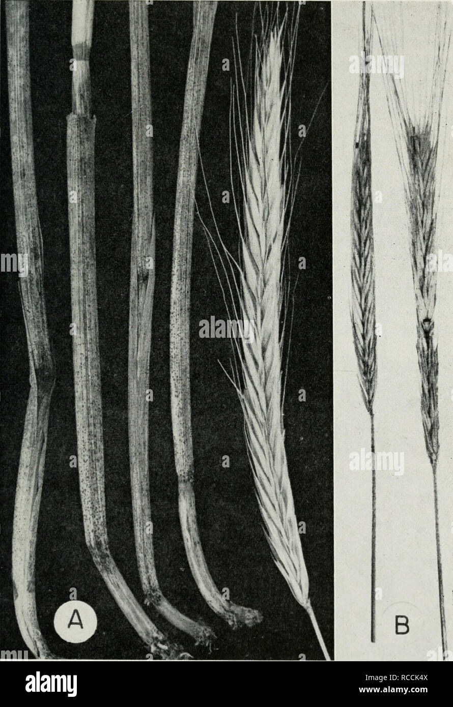 Two elongated stems hi-res stock photography and images - Alamy