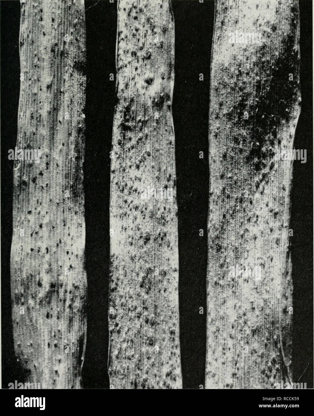. Diseases of wheat, oats, barley, and rye. Grain. BOEWE: DISEASES OF ...