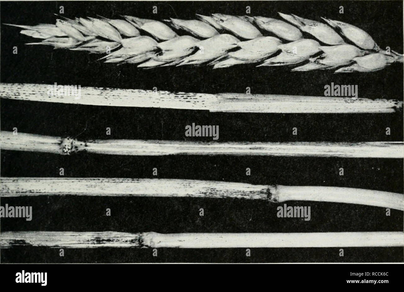 Spore spikes hi-res stock photography and images - Alamy