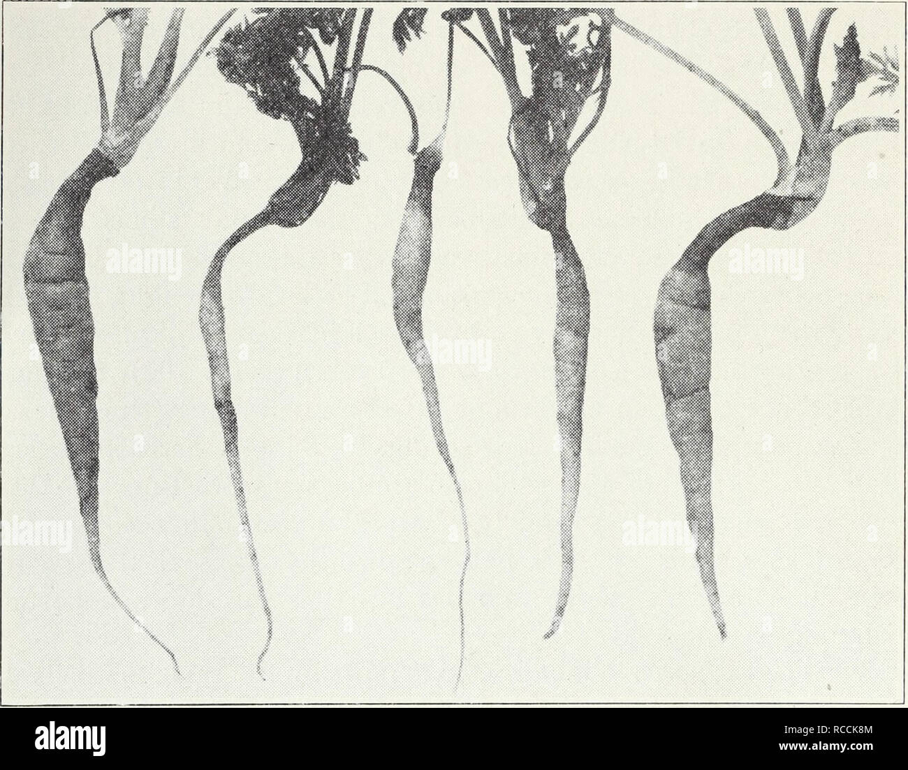 . Diseases of truck crops / Ralph E. Smith. Plant diseases; Plant ...