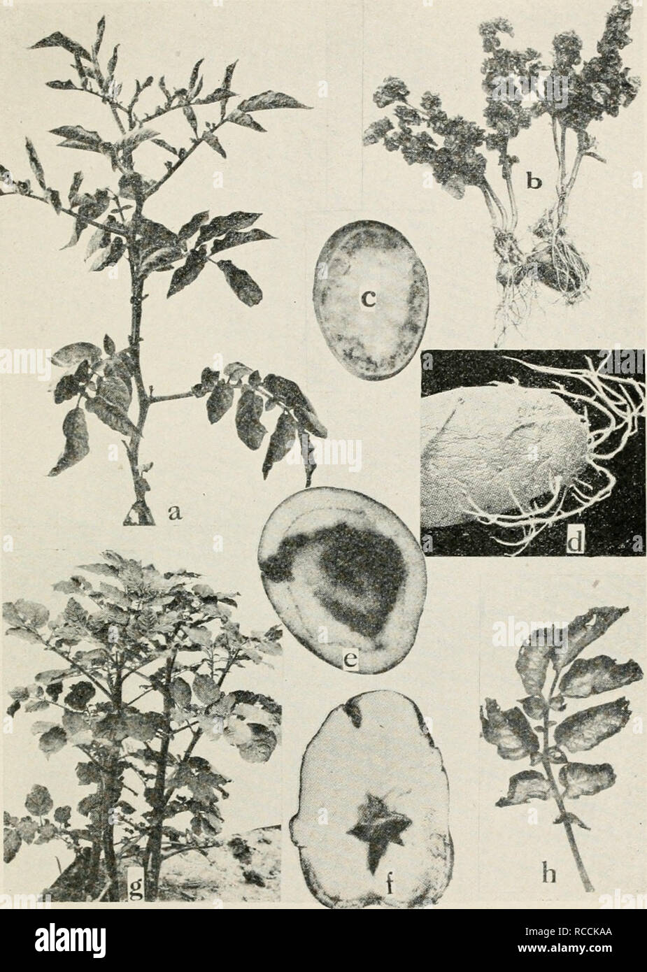 . Diseases of truck crops and their control. Plants -- Diseases. Fig ...