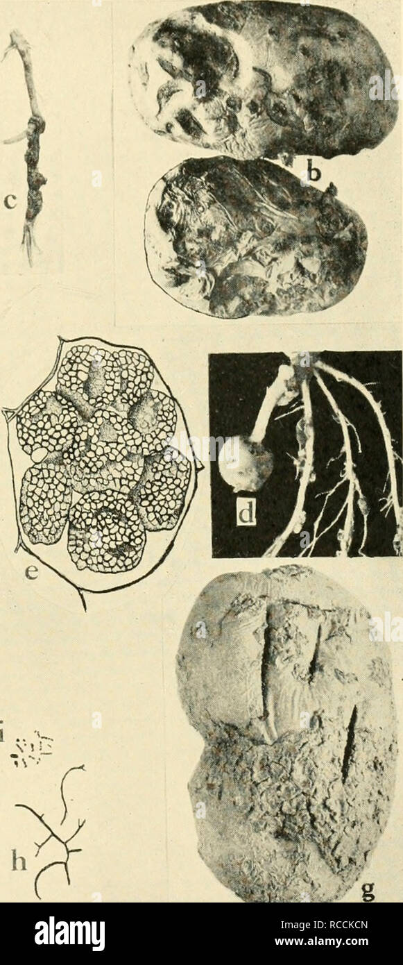 . Diseases of truck crops and their control. Vegetables. Fig. 59 ...