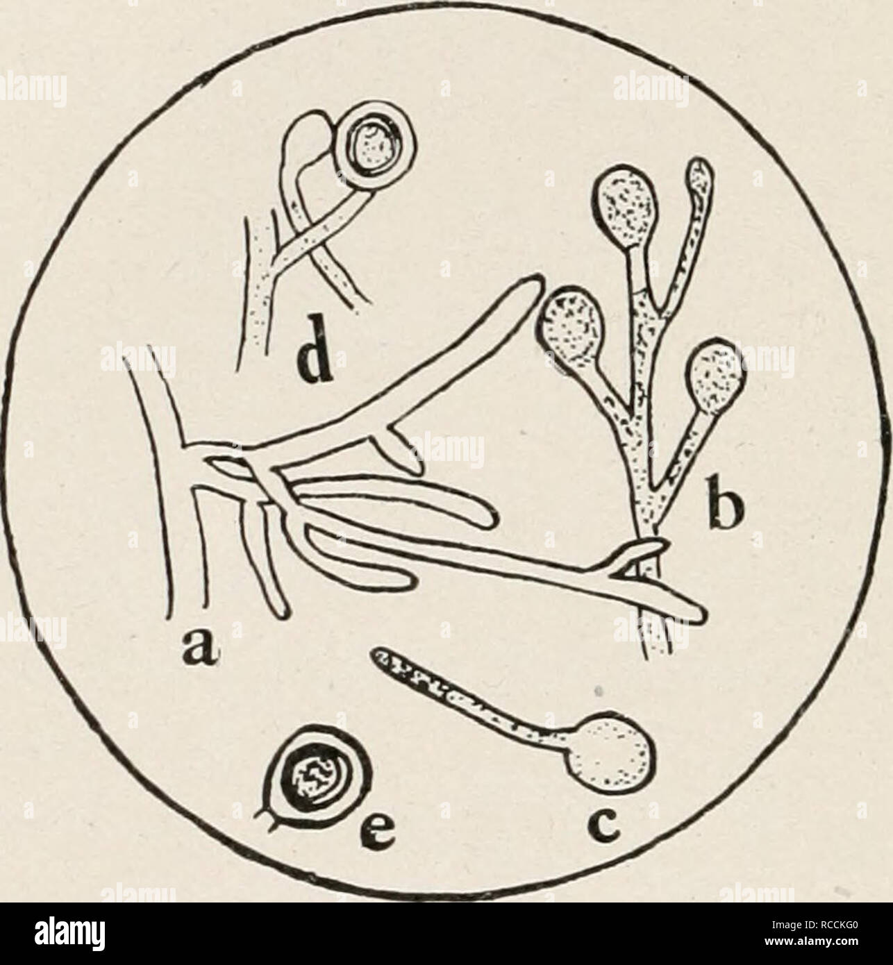 Pythium High Resolution Stock Photography and Images - Alamy