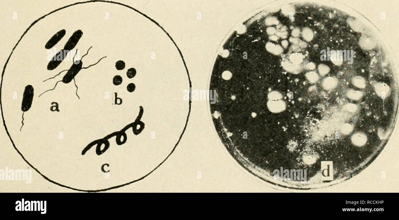 Spirillum Bacteria Stock Photos & Spirillum Bacteria Stock Images - Alamy