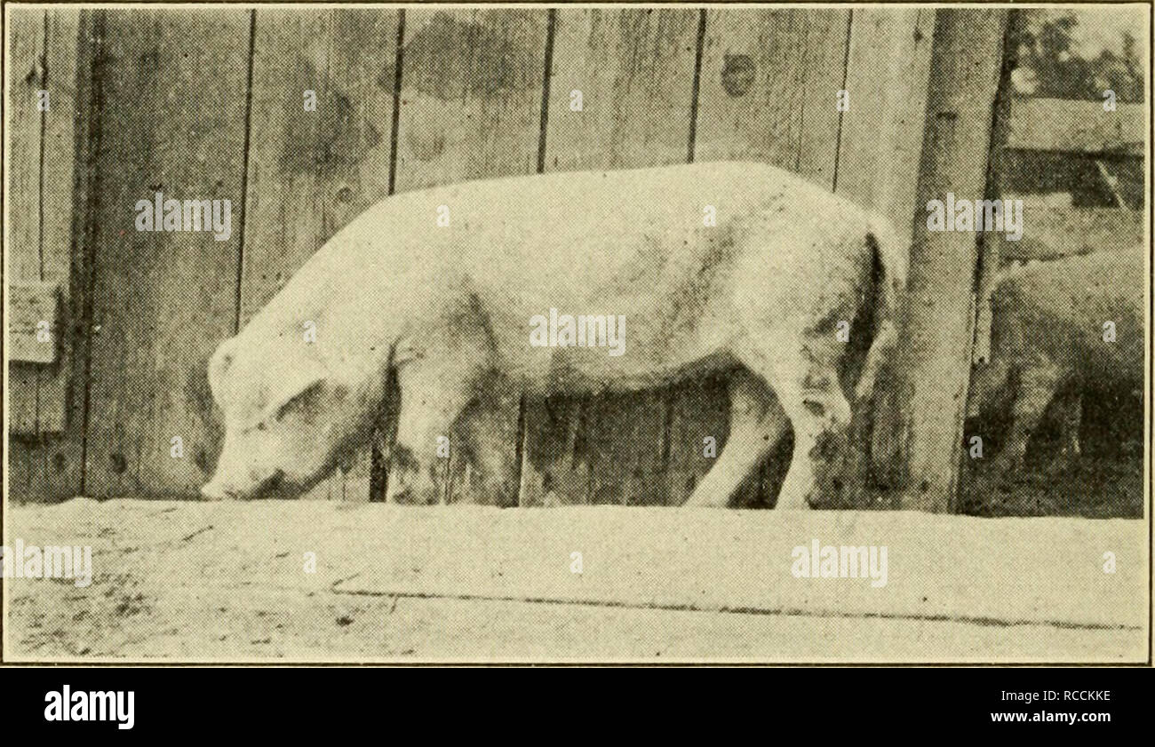 Vomiting indigestible hi-res stock photography and images - Alamy