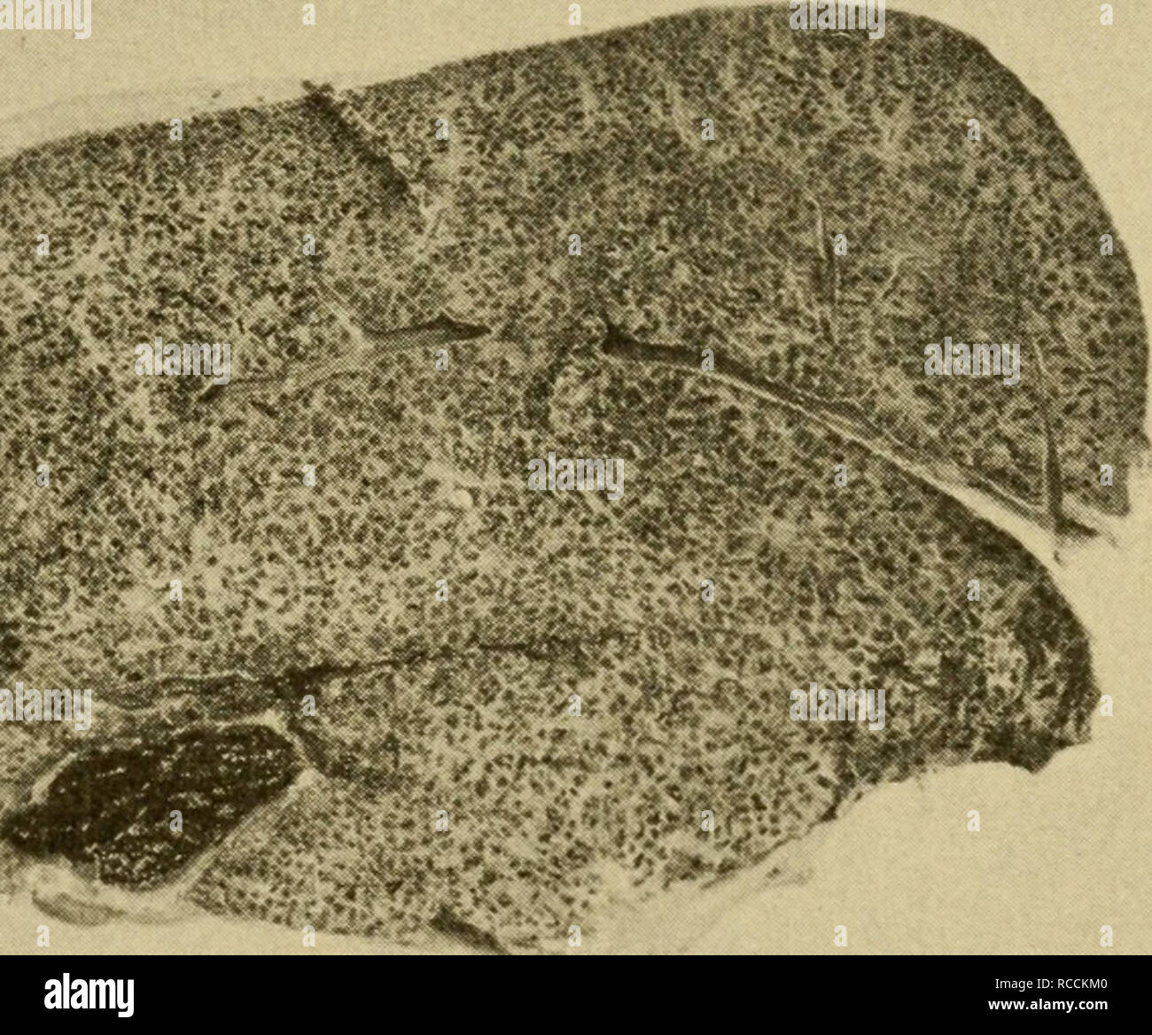 . Diseases of swine. Swine. DISEASES OF THE LIVER 29 the areolar tissue ...