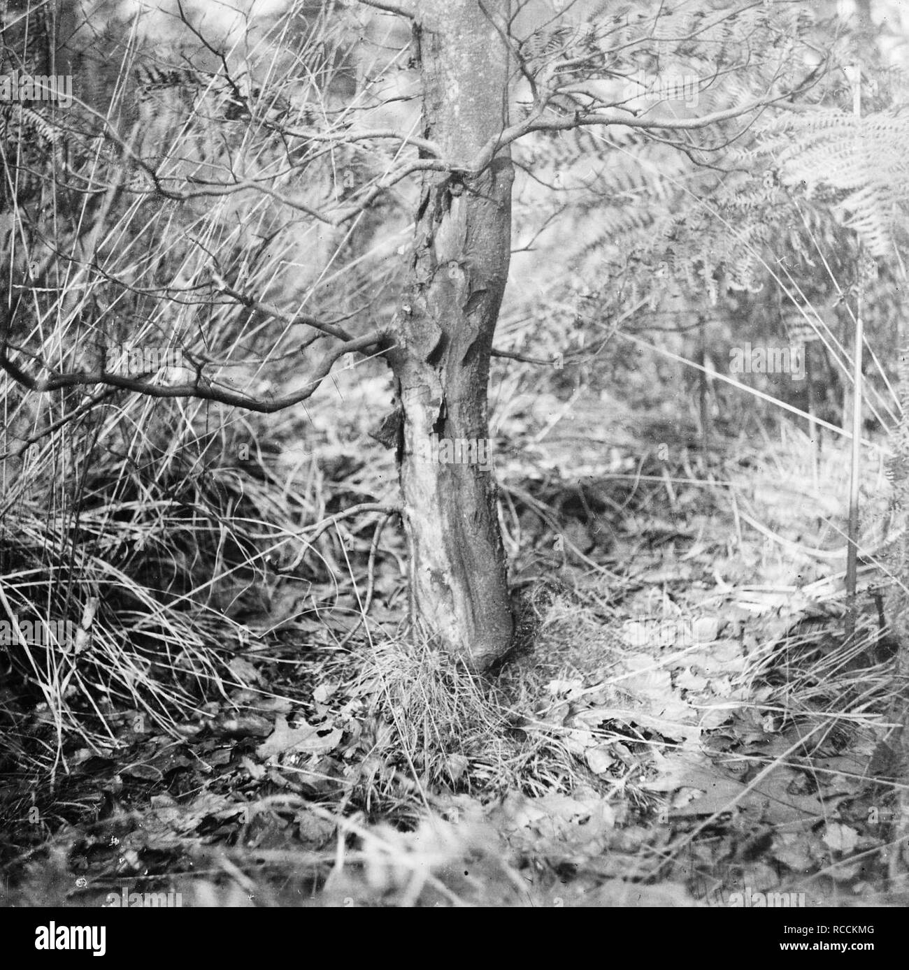 Onderste hi-res stock photography and images - Alamy