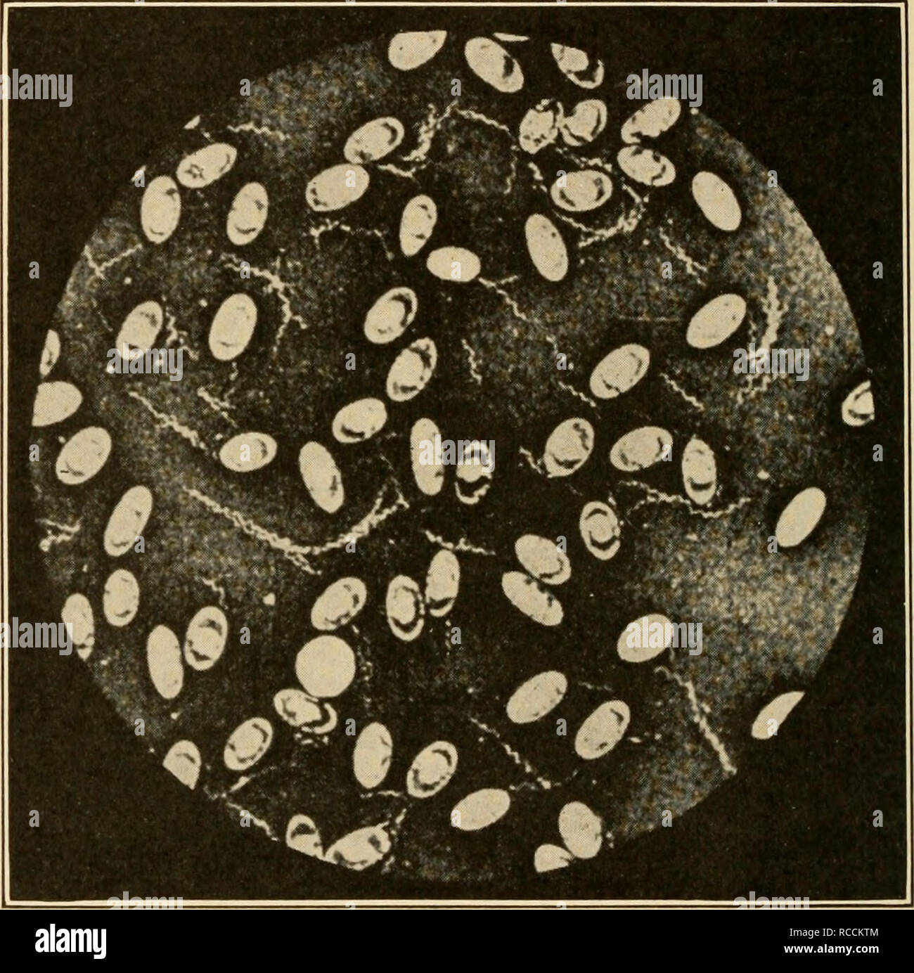. Diseases of poultry; their etiology, diagnosis, treatment, and ...
