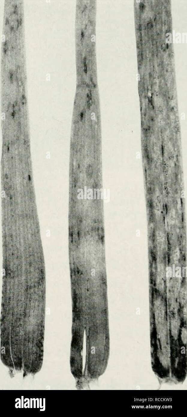 Barley powdery mildew hi-res stock photography and images - Alamy