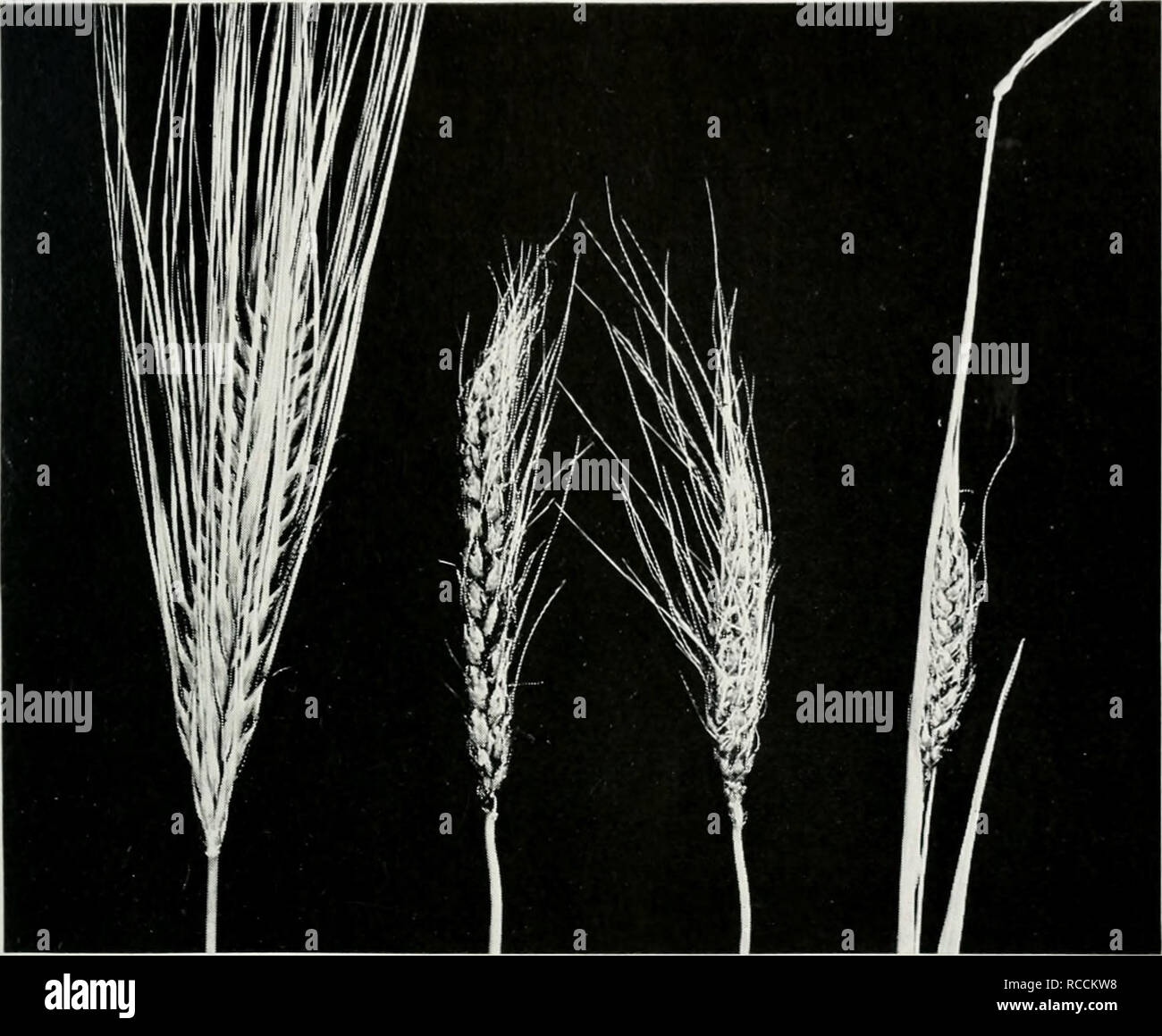 . Diseases of small grain crops in Illinois. Grain. BOEWE: DISEASES OF ...