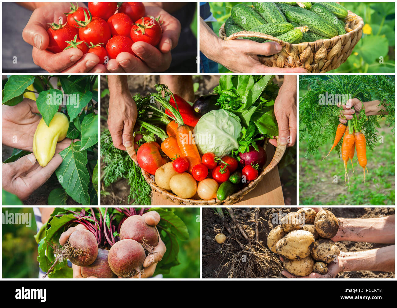 Collage vegetables. Garden. Food bio selective focus NATURE Stock Photo ...