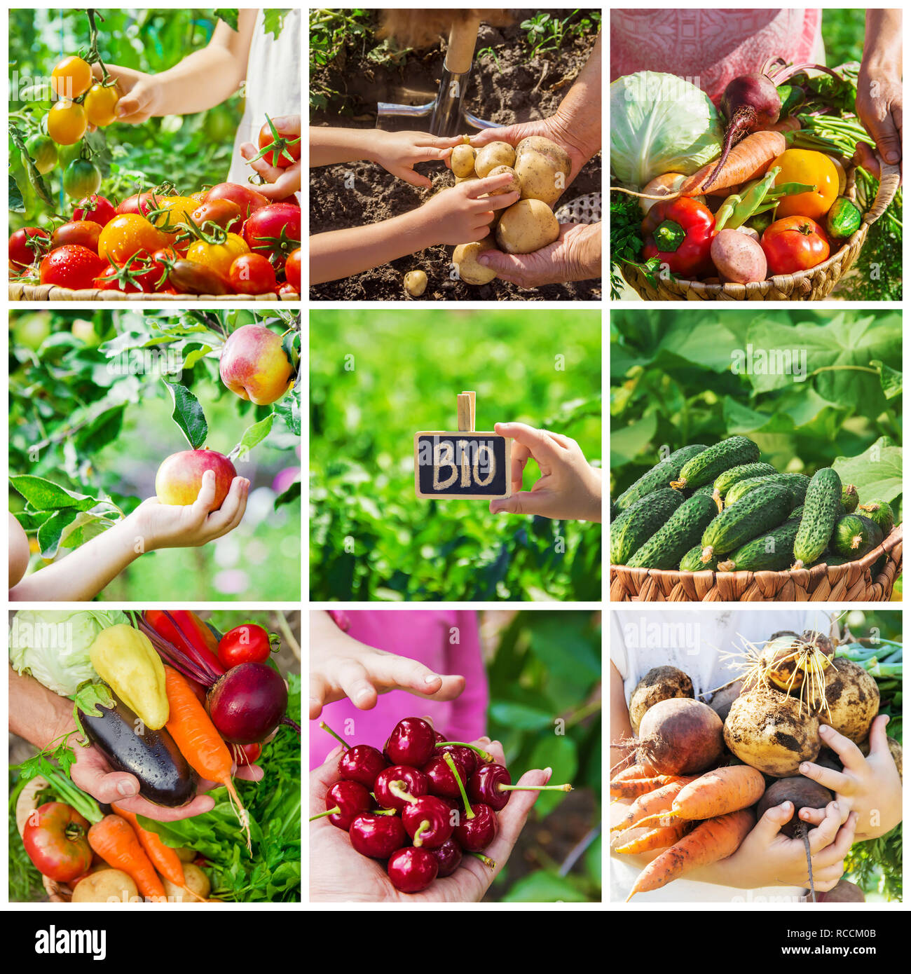 Collage vegetables. Garden. Food bio selective focus NATURE Stock Photo ...