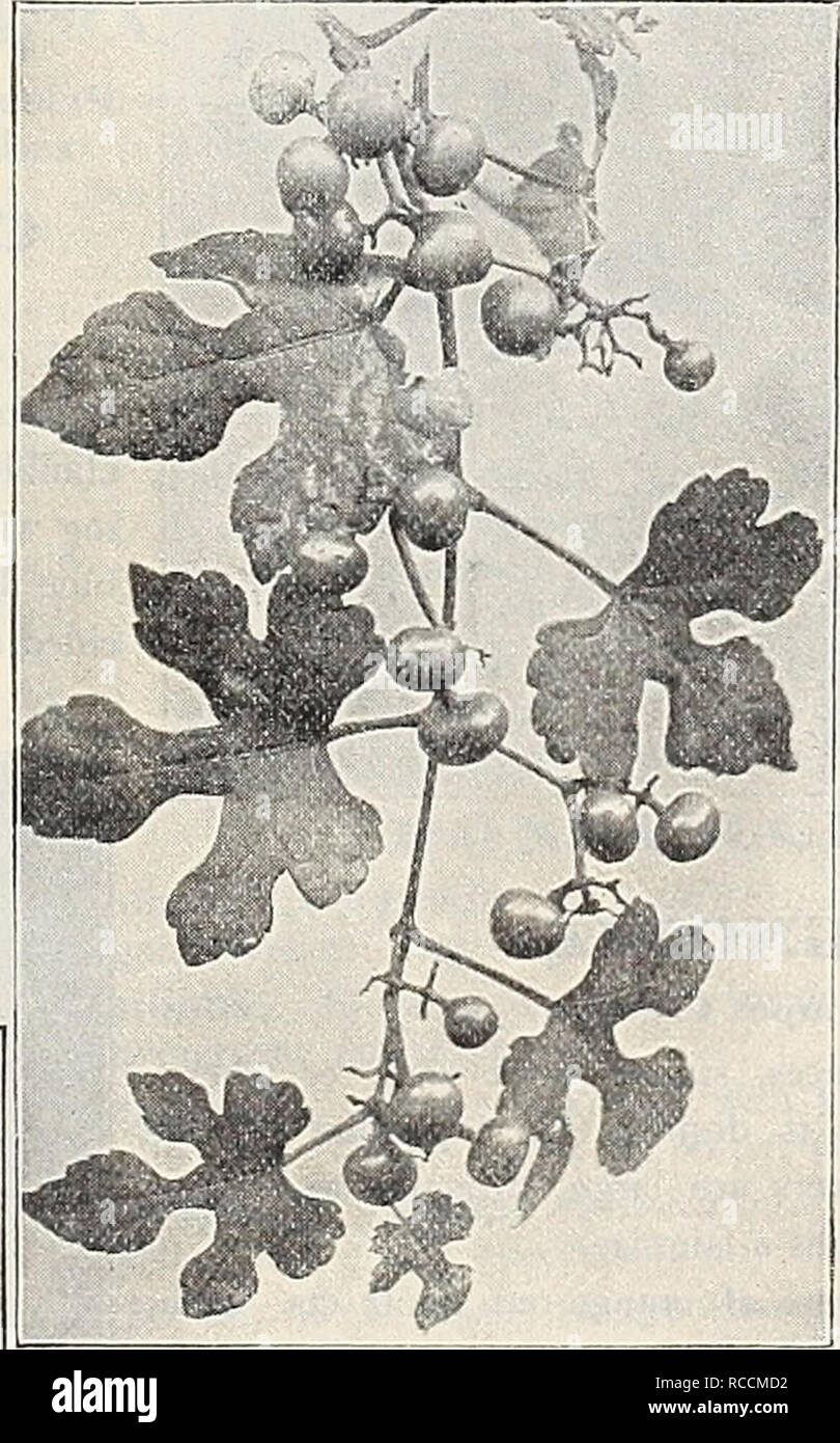 Tsi li hi-res stock photography and images - Alamy