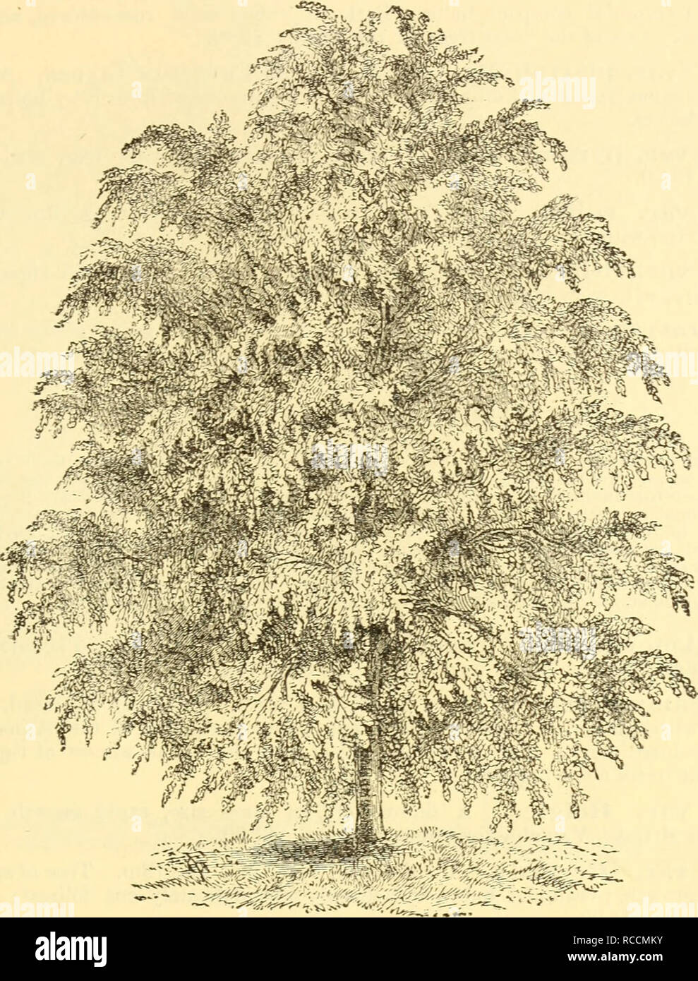 . Ellwanger & Barry's catalogue : ornamental trees, shrubs, etc ...