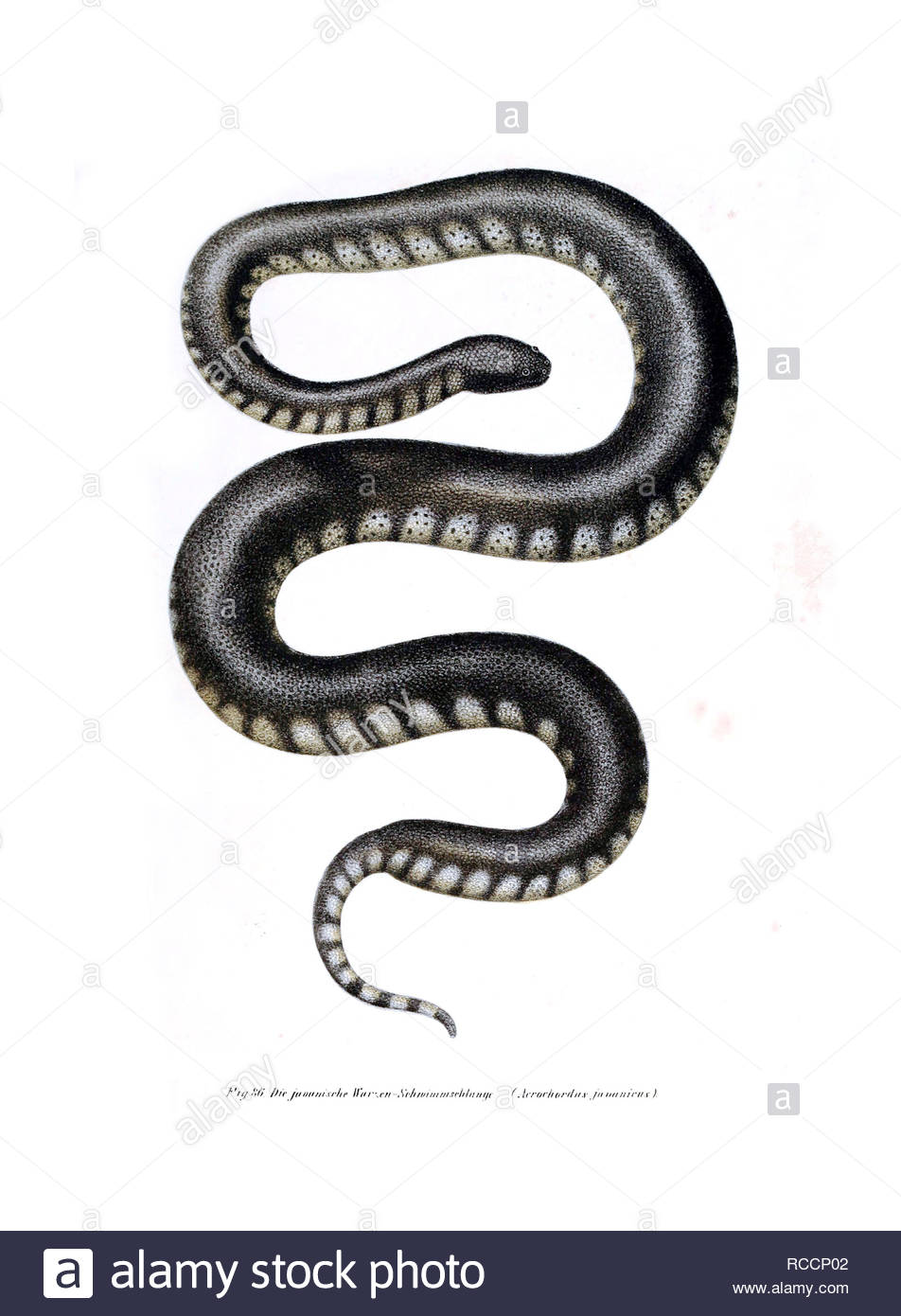 Snakes Illustrations High Resolution Stock Photography and Images - Alamy