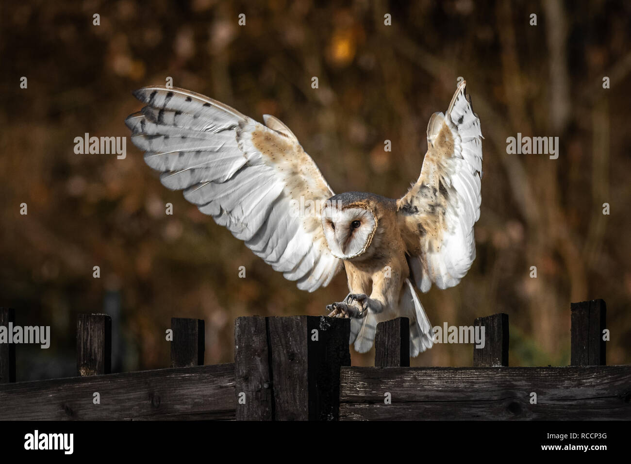 Barn owl. Is the most widely distributed species of owl and one of the ...