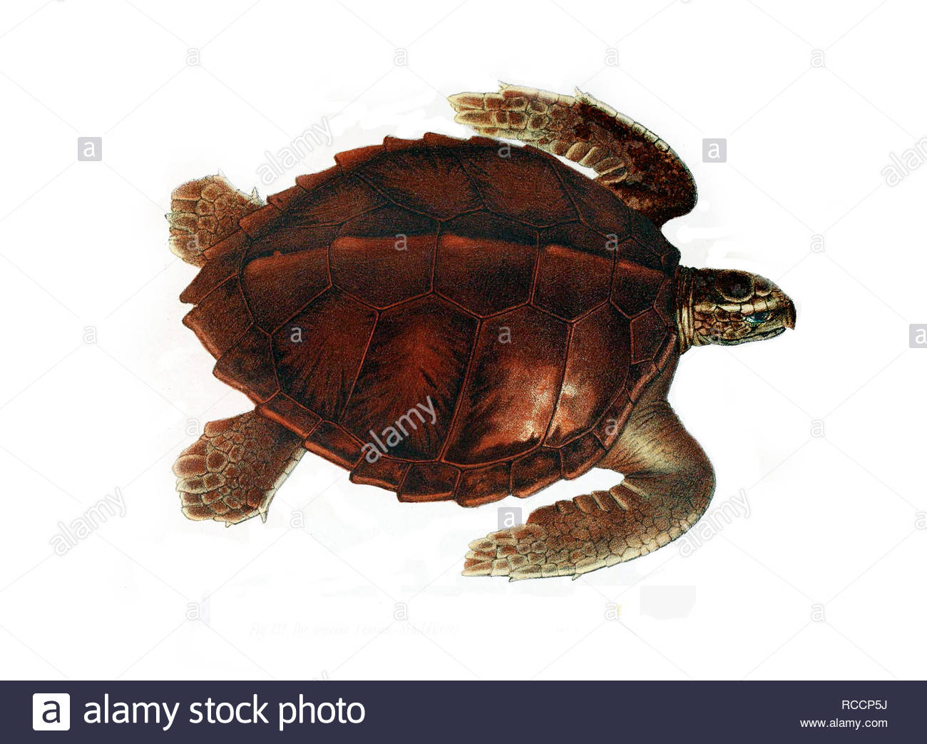 Flatback Turtle High Resolution Stock Photography and Images - Alamy