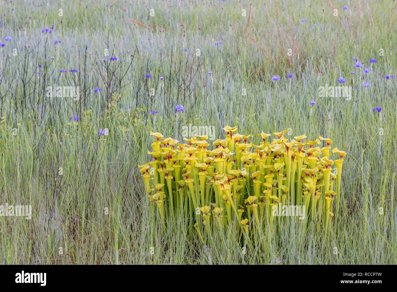 Yellow Pitcher Plants (Sarracenia flava) on foggy morning with blooming ...