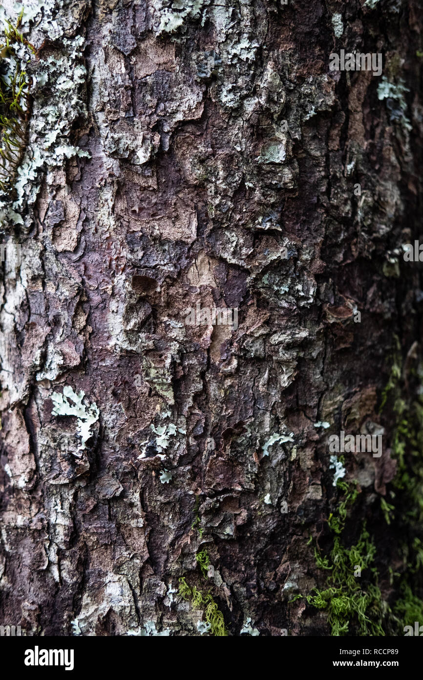 Photos taken at the south of Chile, forest and nature in all it´s glory ...