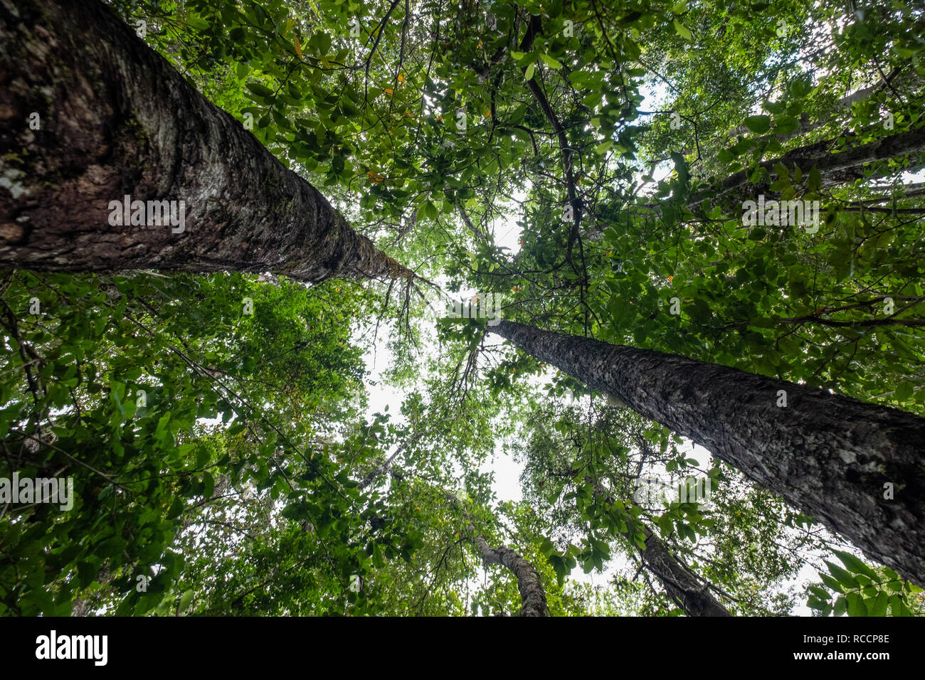 Photos taken at the south of Chile, forest and nature in all it´s glory ...