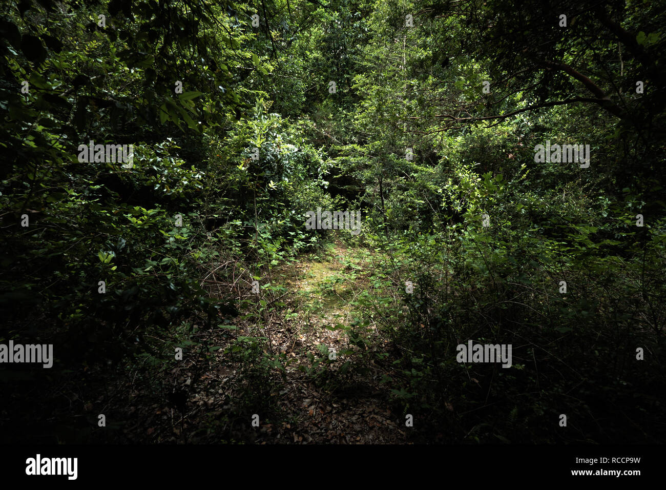 Photos taken at the south of Chile, forest and nature in all it´s glory ...