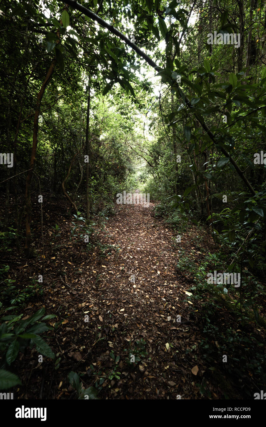 Photos taken at the south of Chile, forest and nature in all it´s glory ...