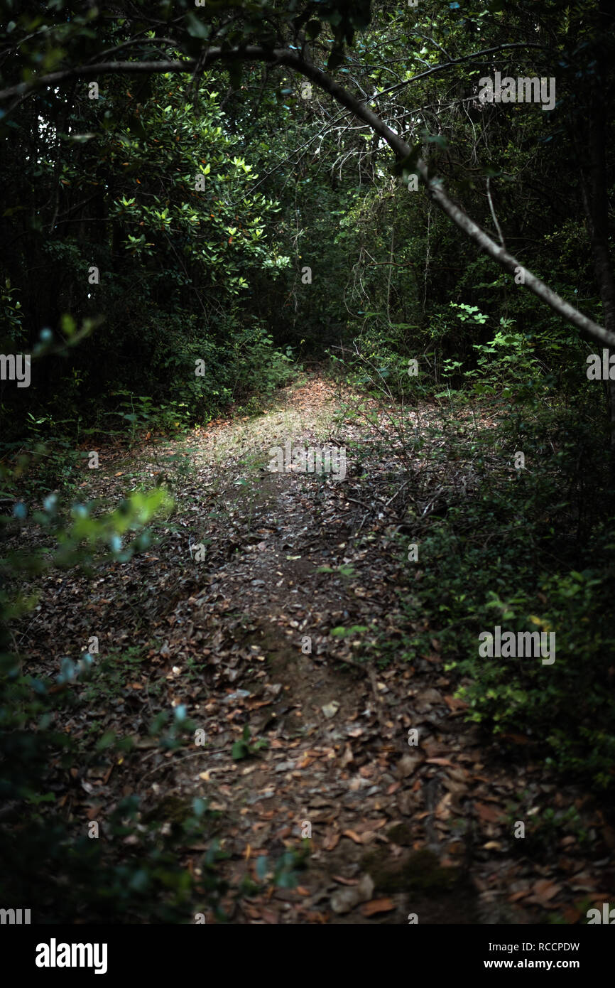 Photos taken at the south of Chile, forest and nature in all it´s glory ...
