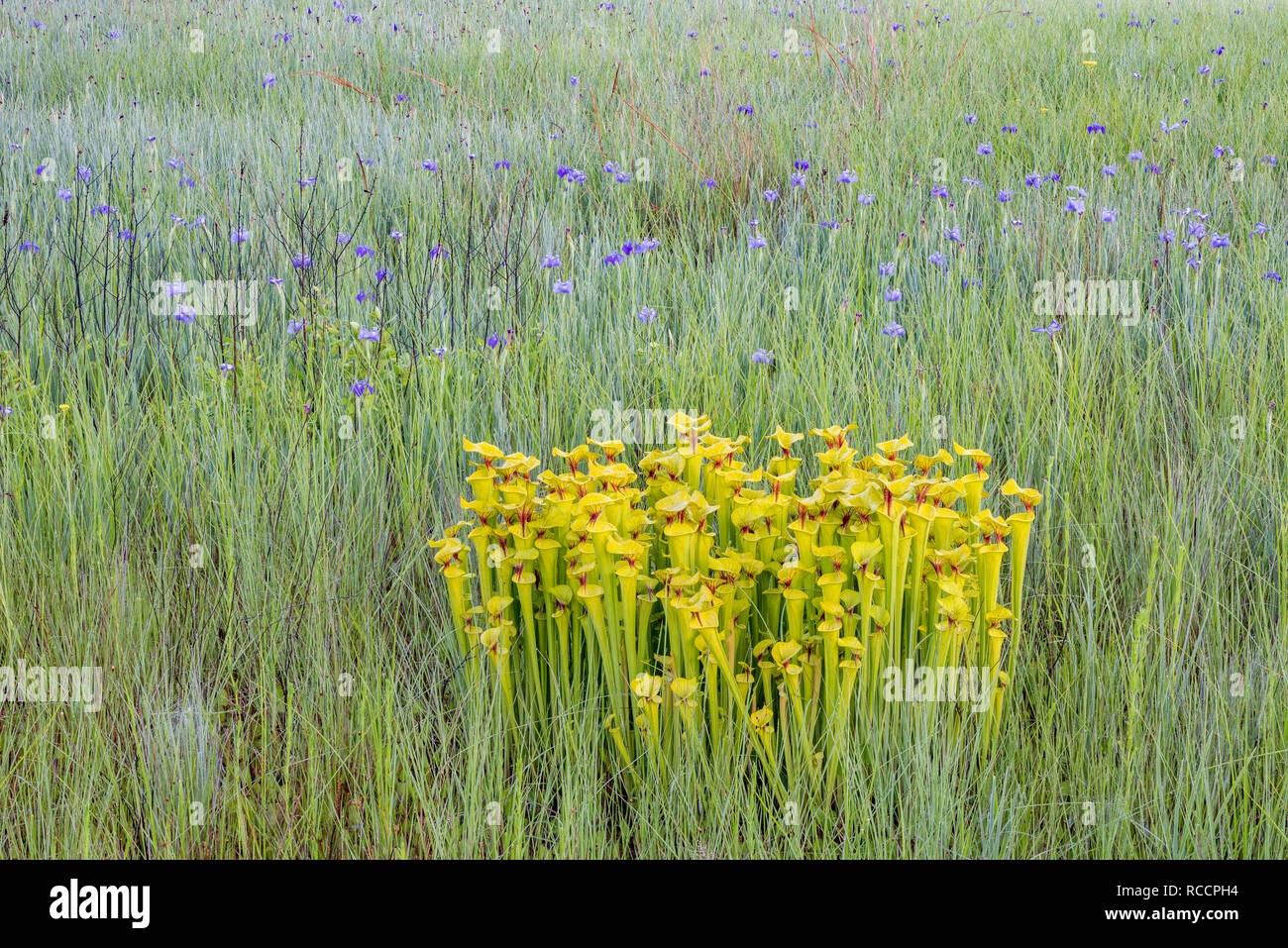 Yellow Pitcher Plants (Sarracenia flava) Lush post burn growth with ...