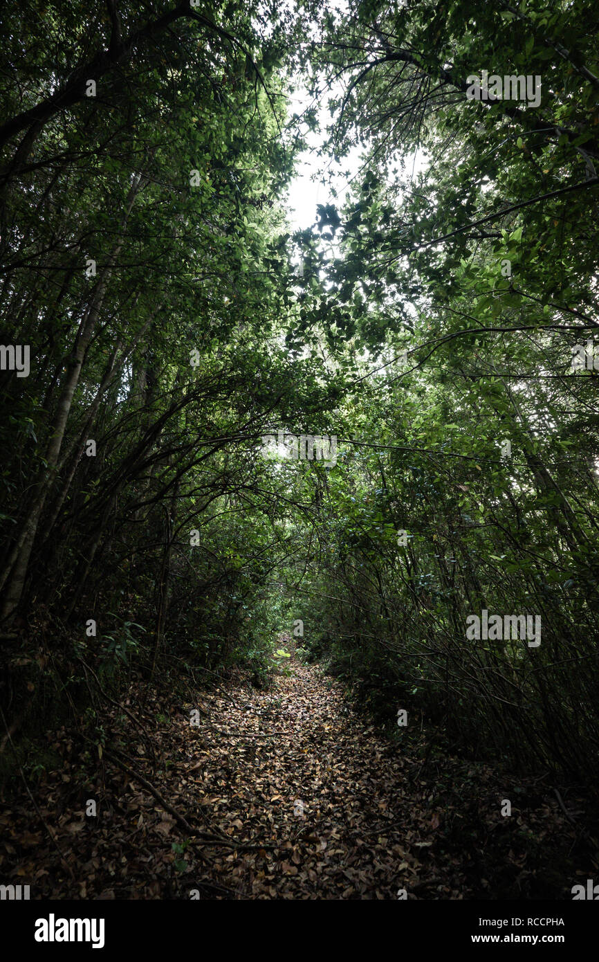 Photos taken at the south of Chile, forest and nature in all it´s glory ...