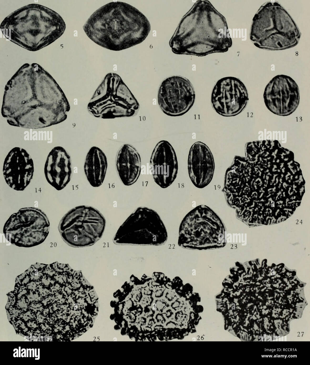 Fen guo hi-res stock photography and images - Alamy