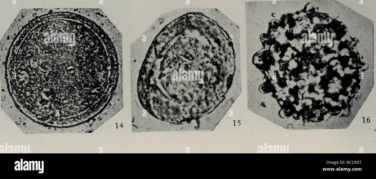 Fen guo hi-res stock photography and images - Alamy