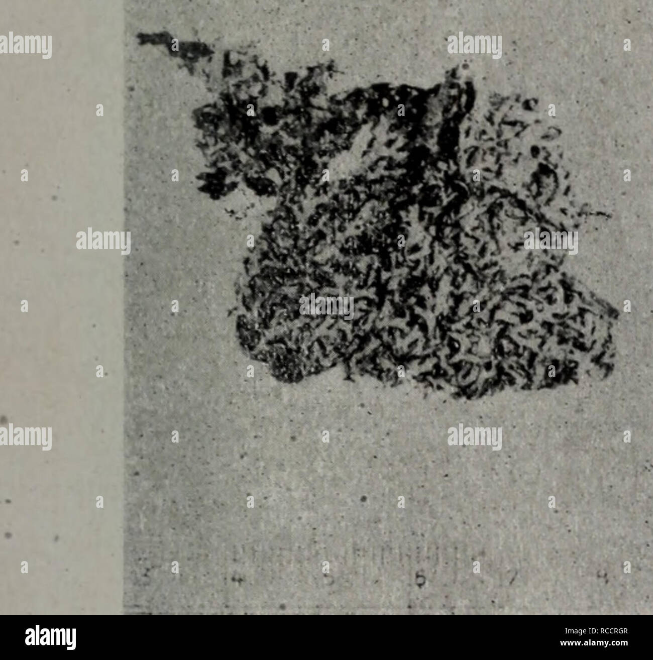 Lou rui hi-res stock photography and images - Alamy