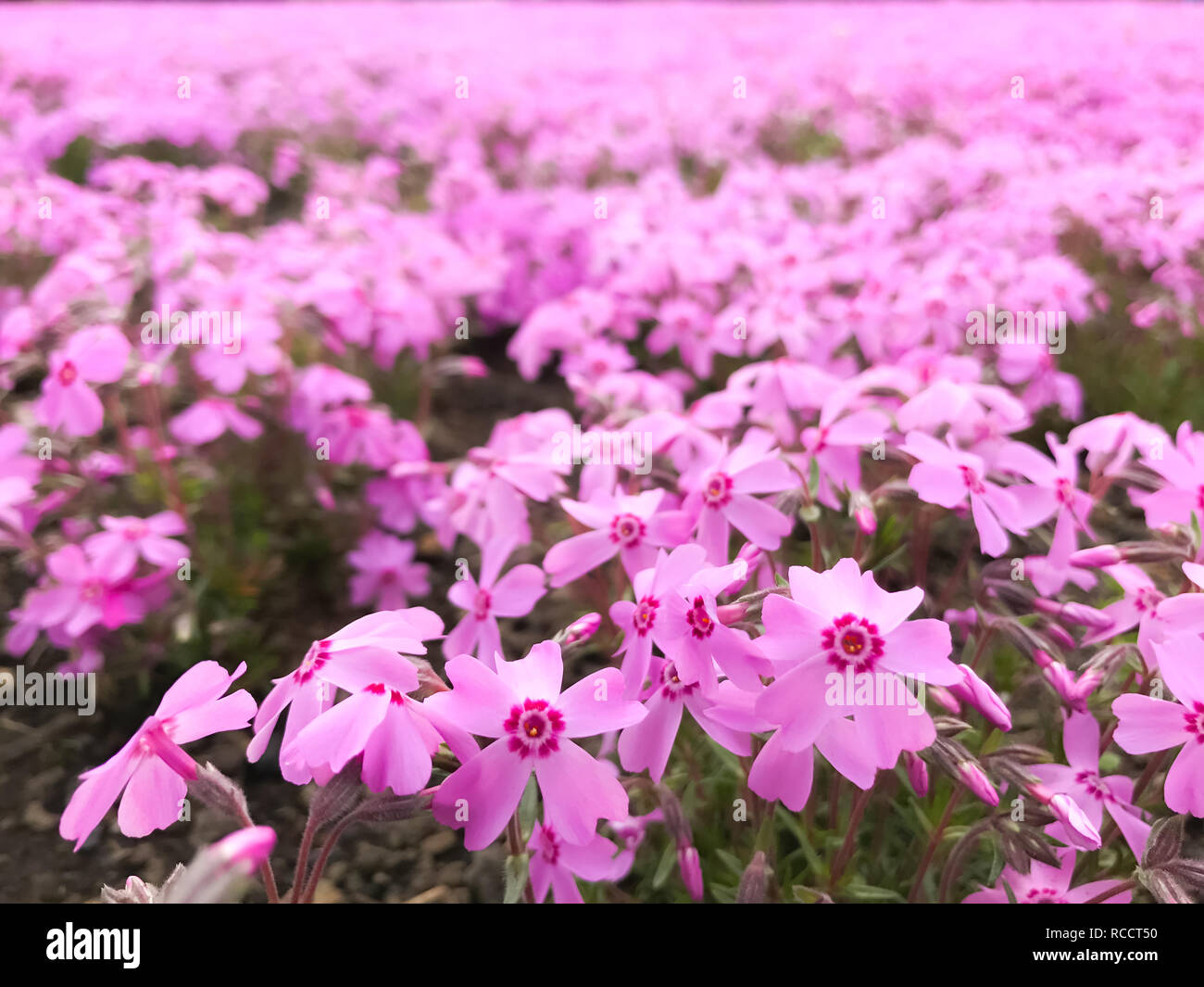natural view of beautiful pink moss phlox (shiba-sakura) field in ...