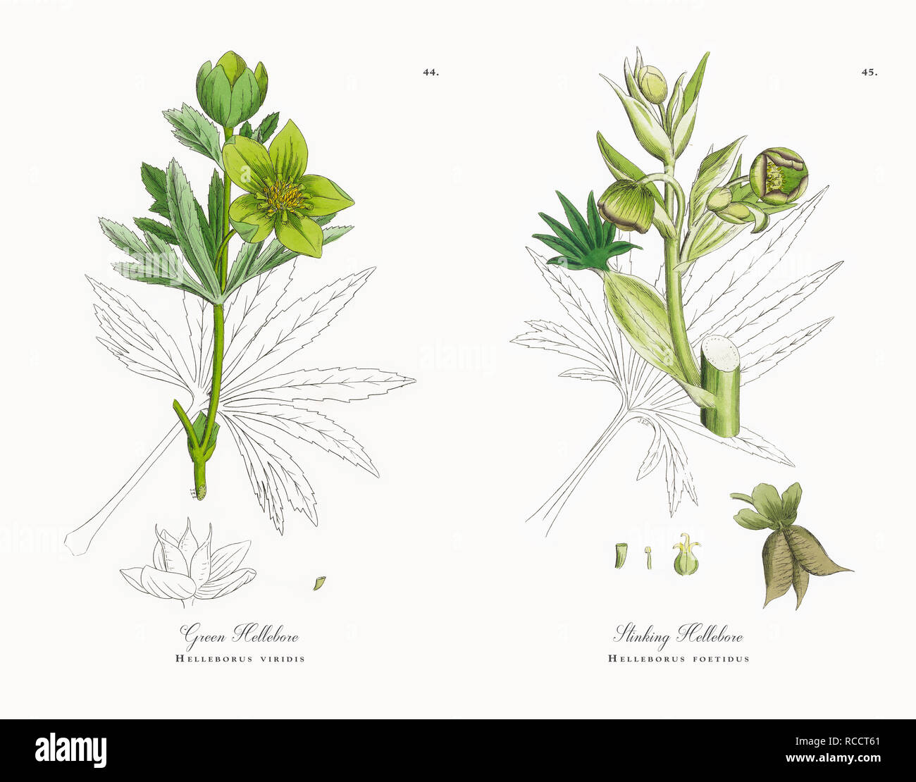 Antique Victorian Botanical Illustrations, Circa 1863 Stock Photo - Alamy