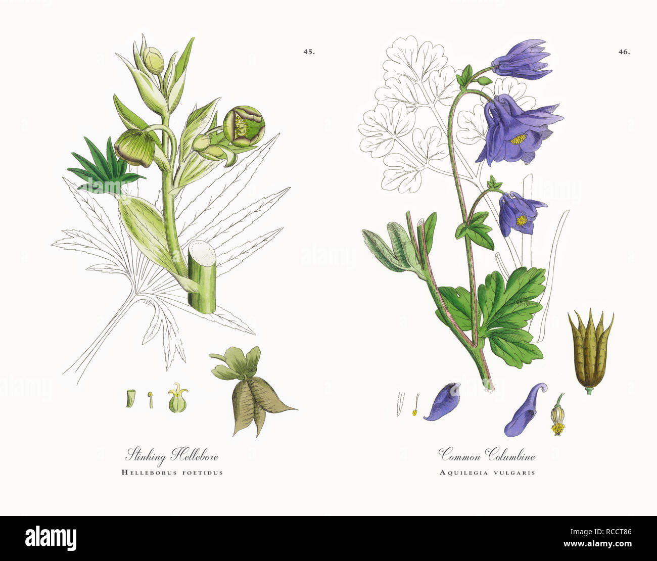 Antique Victorian Botanical Illustrations, Circa 1863 Stock Photo - Alamy