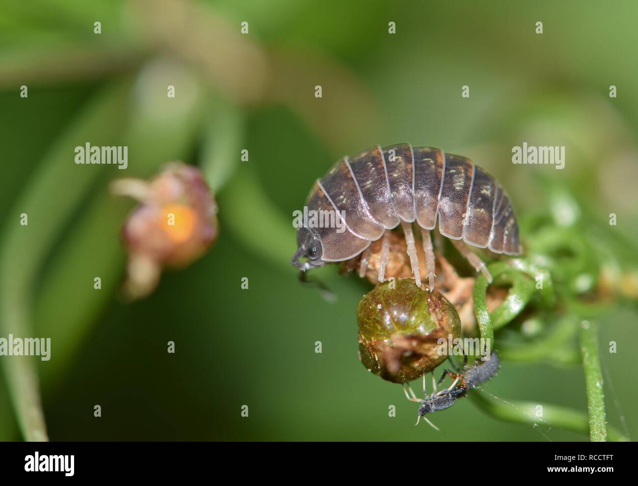 A Sow bug in a patch of lush Springtime ground cover with busy smaller ...