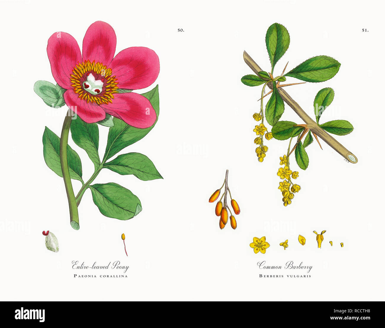 Antique Victorian Botanical Illustrations, Circa 1863 Stock Photo - Alamy