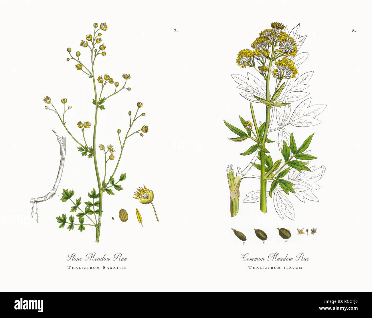 Antique Victorian Botanical Illustrations, Circa 1863 Stock Photo - Alamy