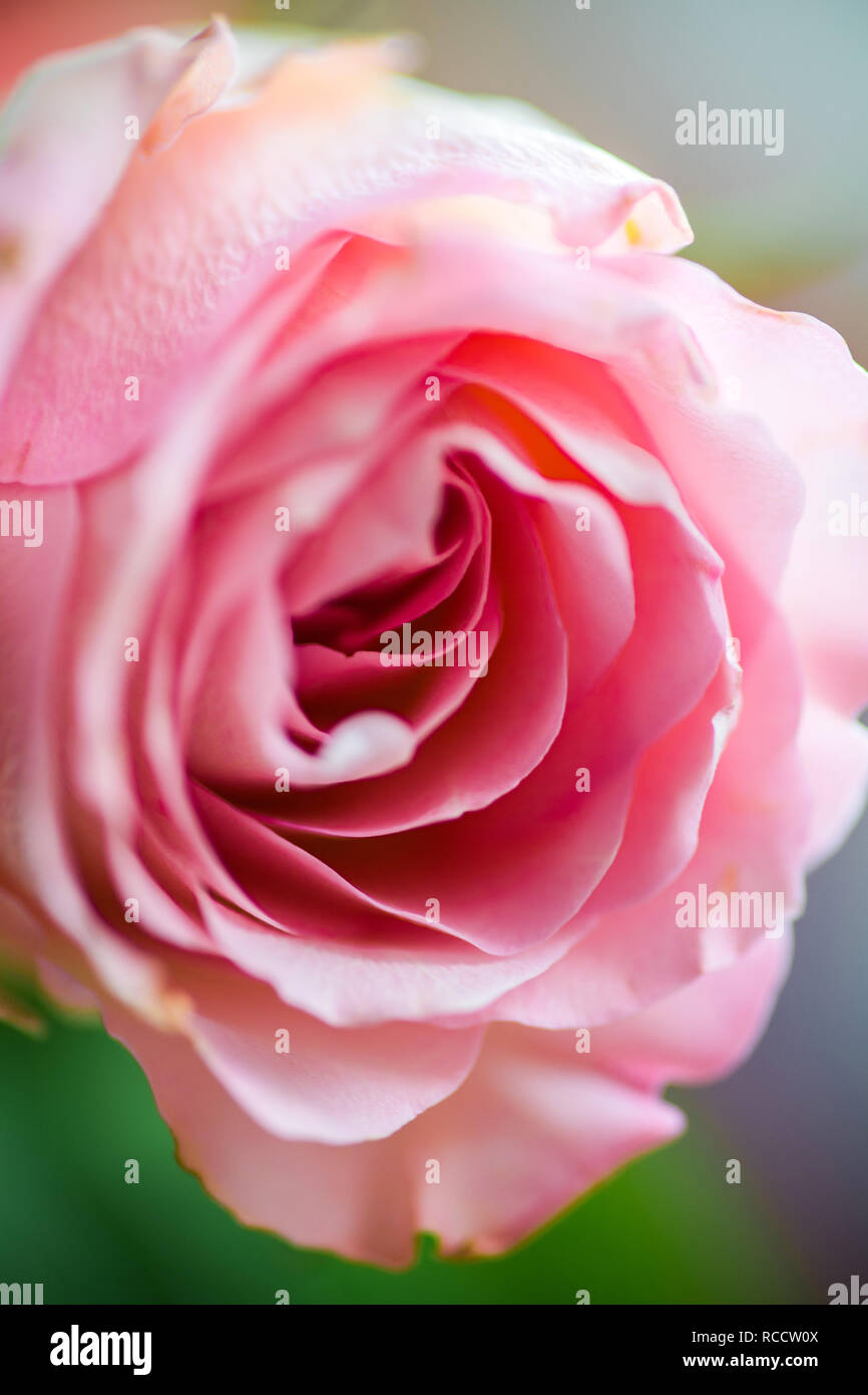 Wof symbol hi-res stock photography and images - Alamy