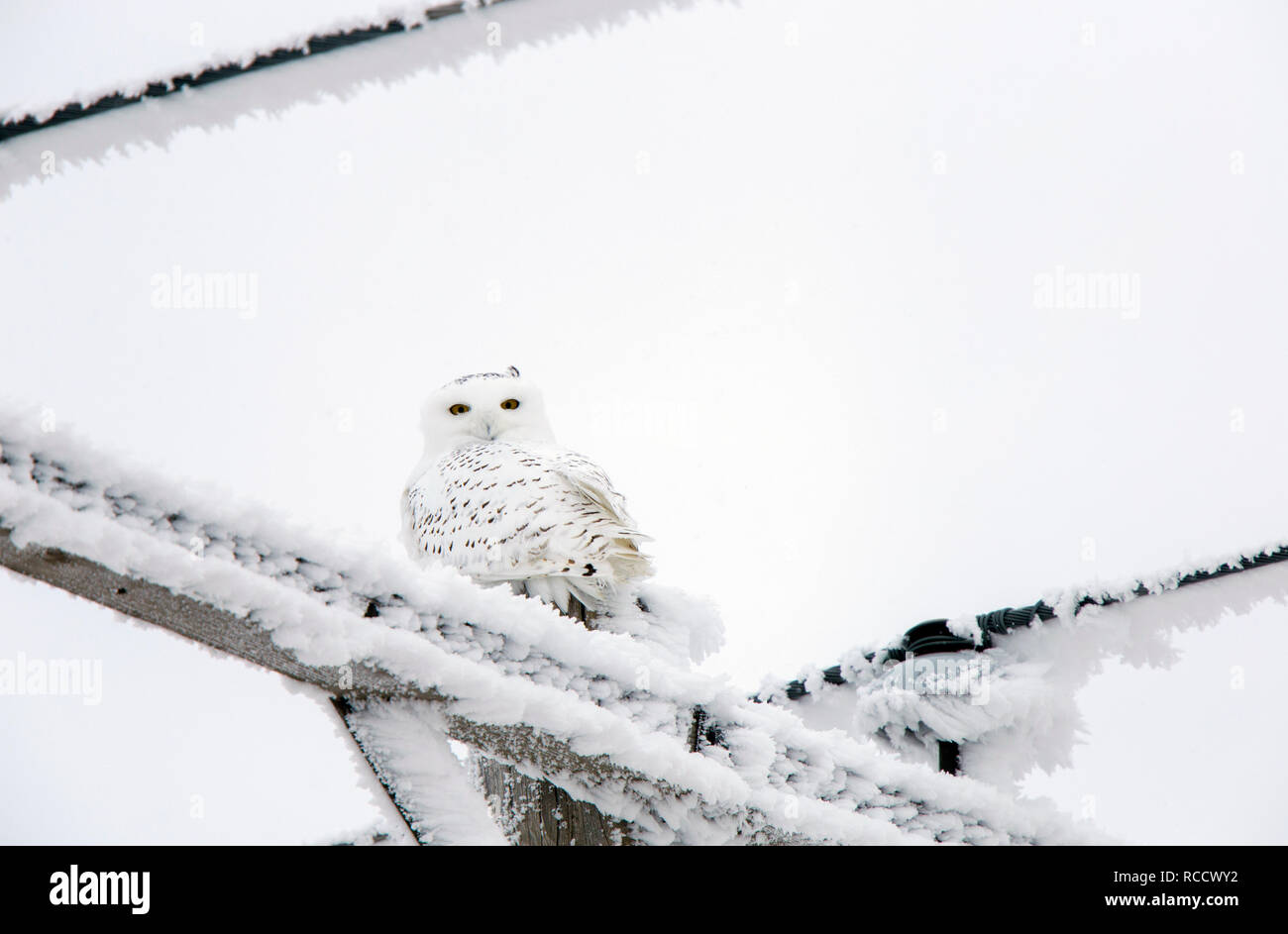 Winter Frost Saskatchewan Canada ice storm Snowy Owl Stock Photo - Alamy