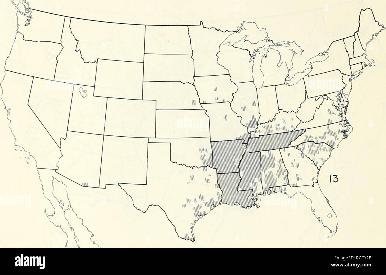 Sugarcane beetle hi-res stock photography and images - Alamy