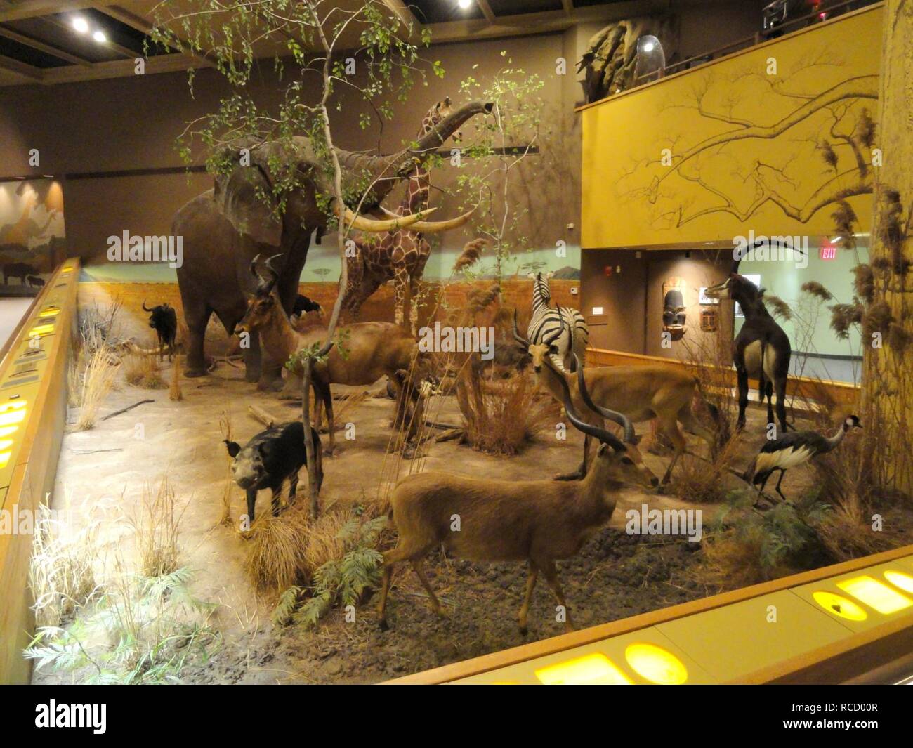 African display - Springfield Science Stock Photo - Alamy