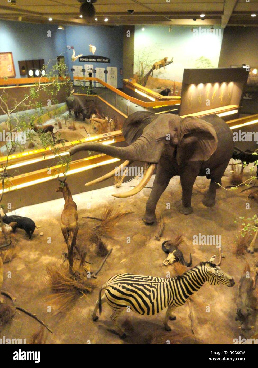 African display - Springfield Science Stock Photo - Alamy