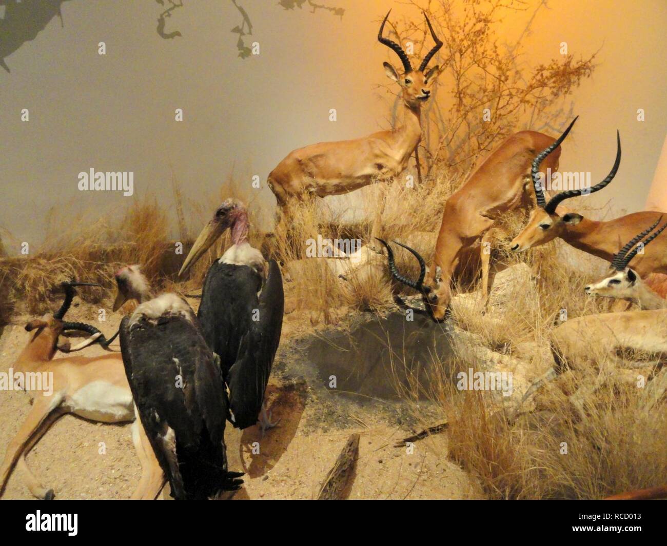 African exhibit hi-res stock photography and images - Alamy