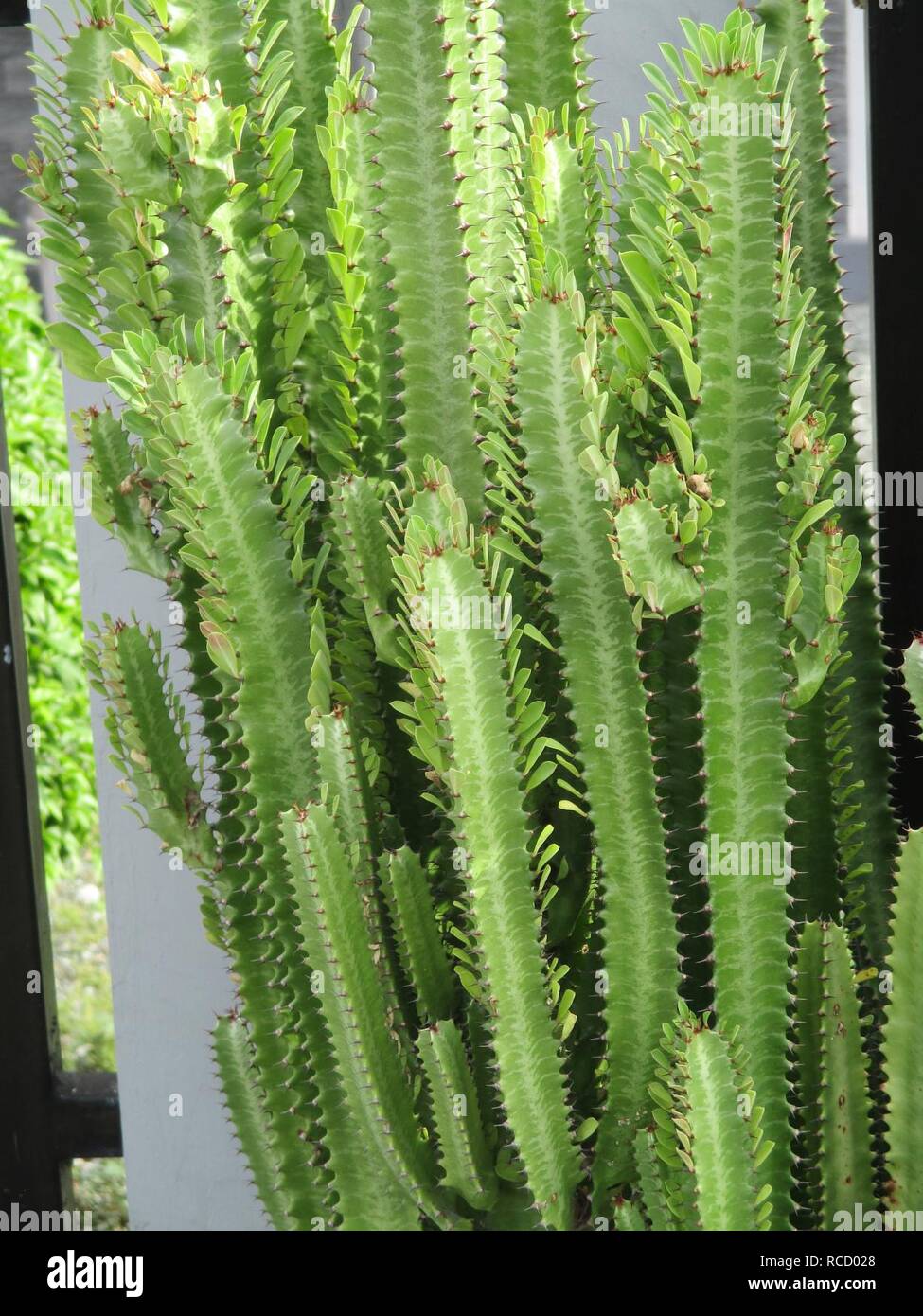 African milk tree (Euphorbia trigona) closeup Stock Photo - Alamy
