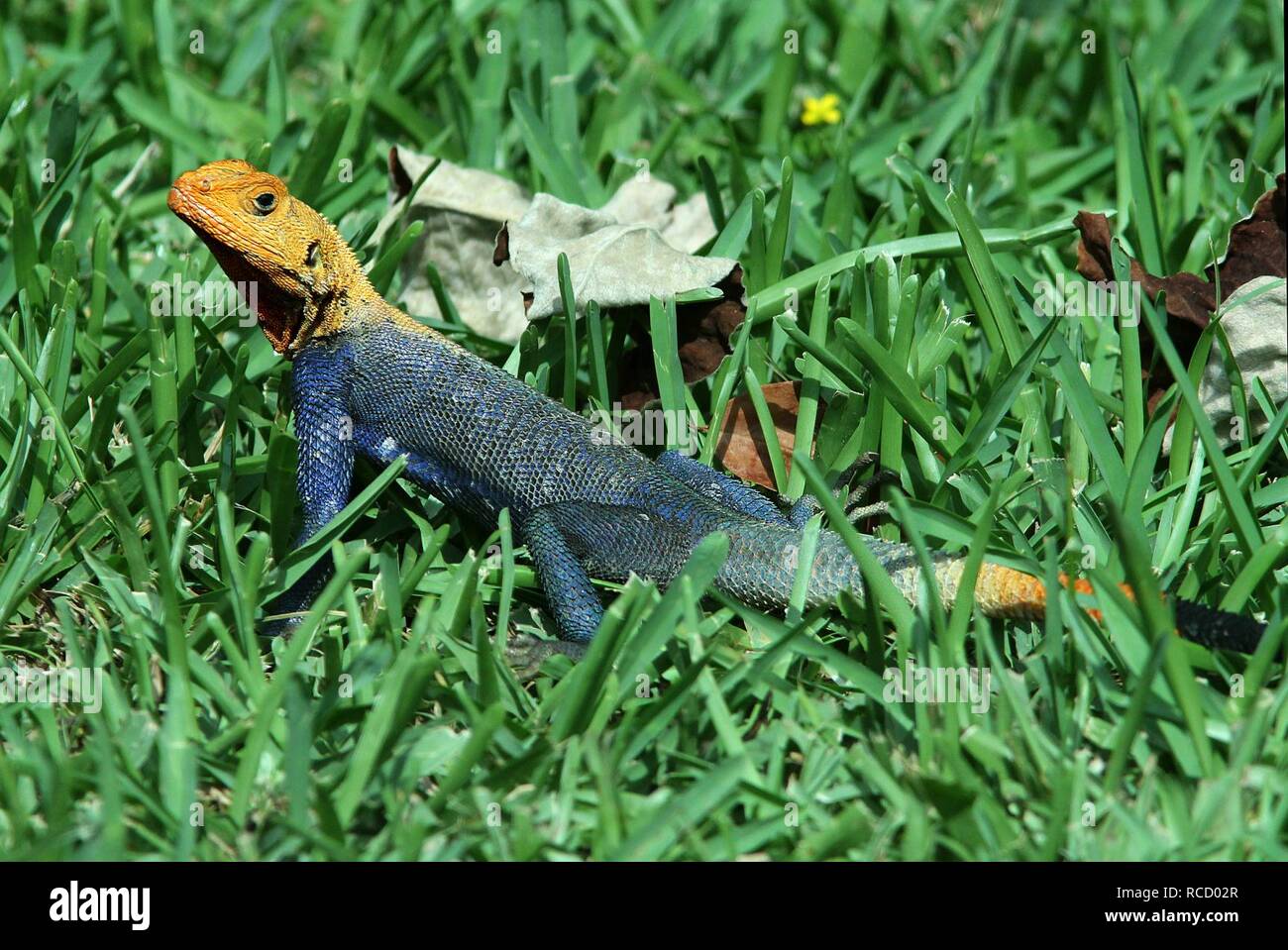 AFRICAN RAINBOW LIZARD or RED-HEADED AGAMA (Agama agama africana)LIZARD ...
